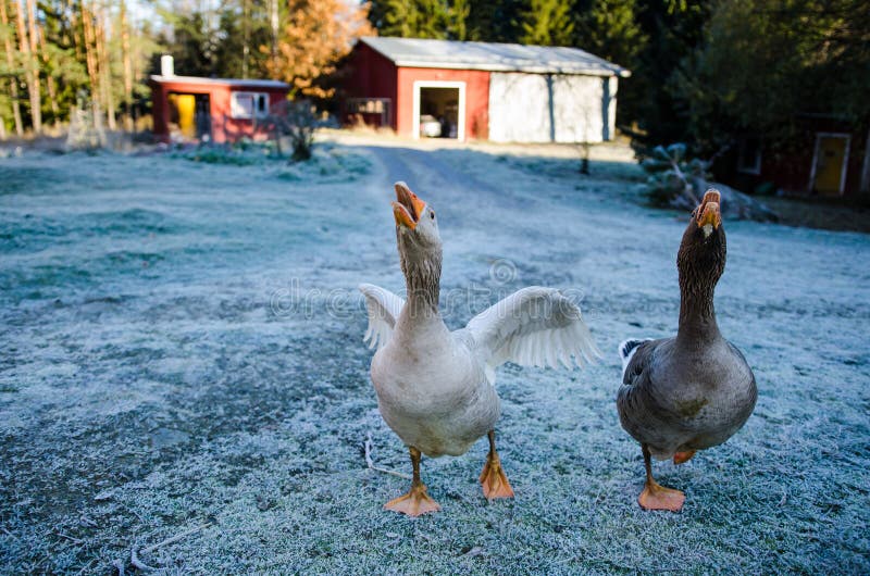 Aggressive geese stock image. Image of attacking, autumn - 45884167