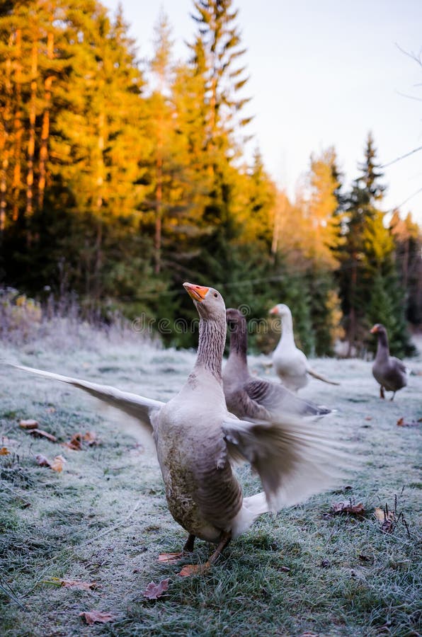 Aggressive geese stock image. Image of furious, autumn - 45884155