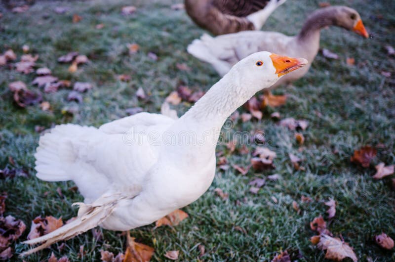 Aggressive geese stock image. Image of finnish, cottage - 45884165