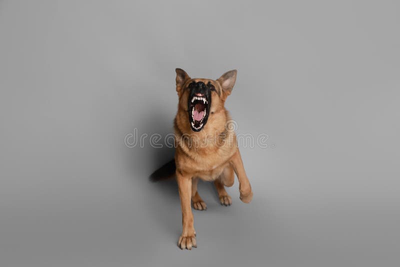 Aggressive German Shepherd Dog on Grey Background Stock Photo - Image ...
