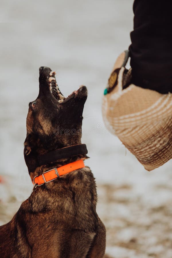 Aggressive German Shepherd Guards Barking. Art Photo Stock Photo ...