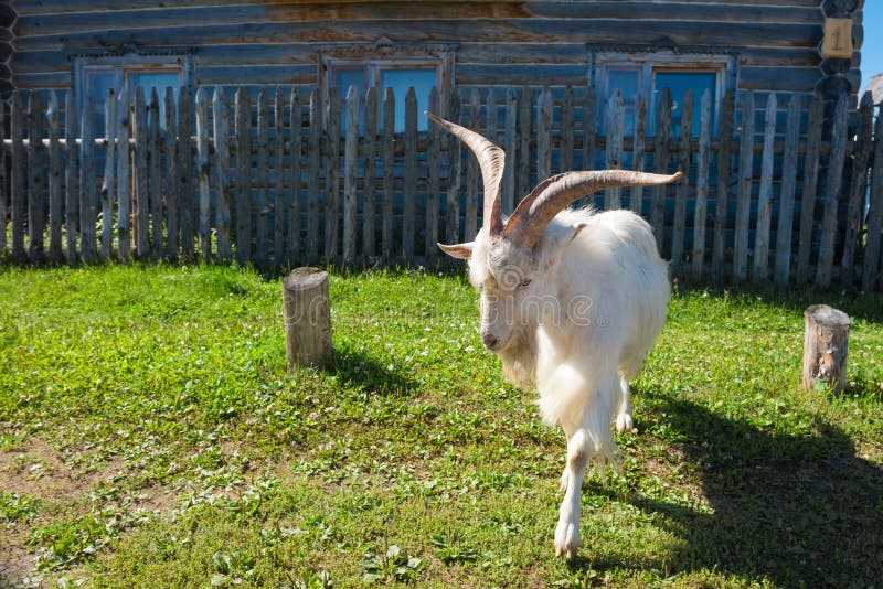 Aggressive goat stock image. Image of beast, mammal, ecology - 62876169