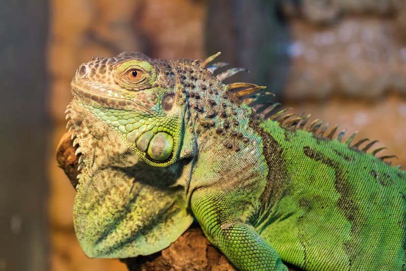 Aggressive Green Iguana with Raised Head Stock Photo - Image of outdoor ...