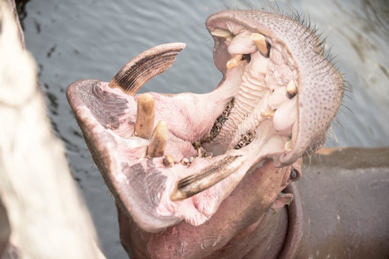 Aggressive Hippo Opened His Mouth Wide 2020 Stock Photo - Image of ...