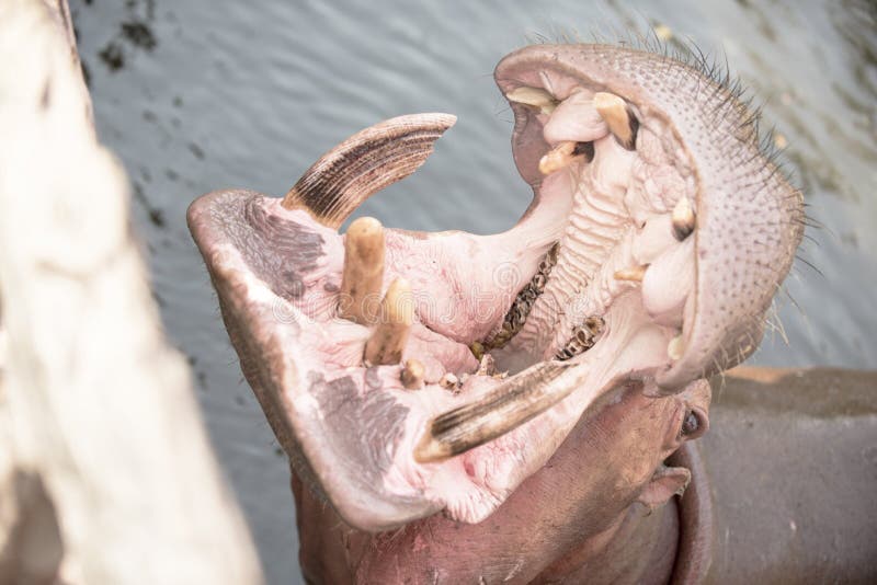 Aggressive Hippo Opened His Mouth Wide 2020 Stock Photo - Image of ...