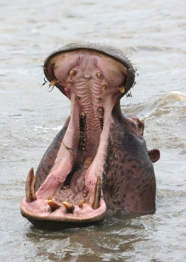 Aggressive hippopotamus stock photo. Image of african - 5232868