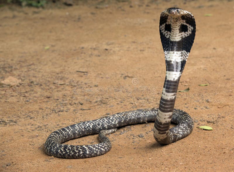 Cobra snake stock photo. Image of nature, defensive - 105118436