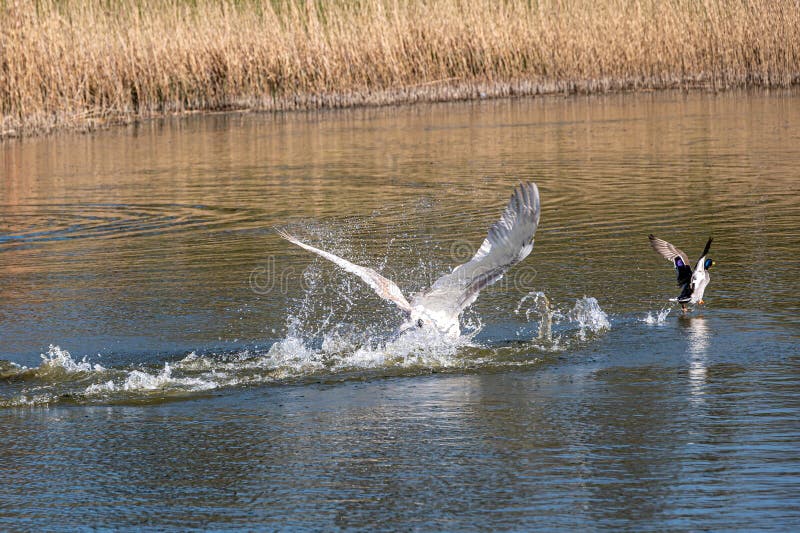 Aggressive Juvenile Mute Swan Cygnet Stock Photo - Image of aggression ...