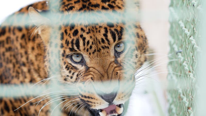 Aggressive Leopard Hisses through the Zoo Cage Stock Image - Image of ...