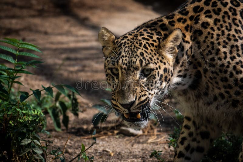 Aggressive Leopard Showing Its Teeth Stock Photo - Image of face ...