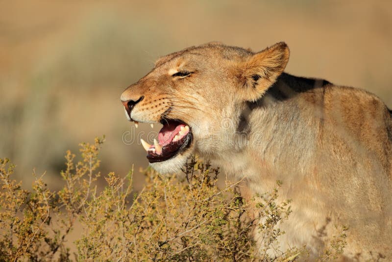 176 Lioness Snarling Photos - Free & Royalty-Free Stock Photos from ...