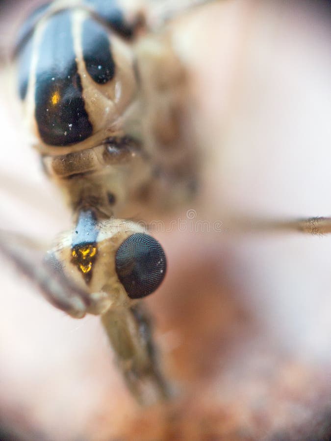 Aggressive Looking Mosquito Insect with Shiny Back Stock Image - Image ...