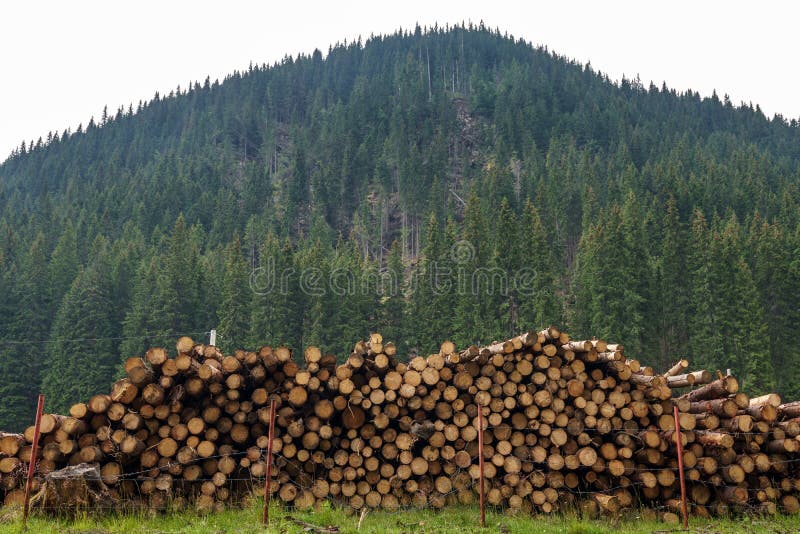 Deforestation in Pine Forests Stock Image - Image of abuse, abusive ...