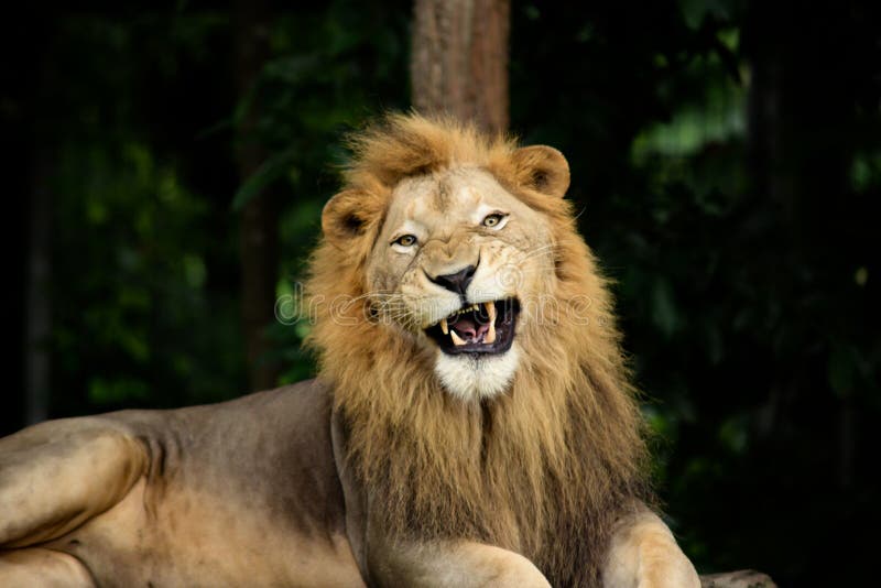 3,103 Aggressive Lion Stock Photos - Free & Royalty-Free Stock Photos ...