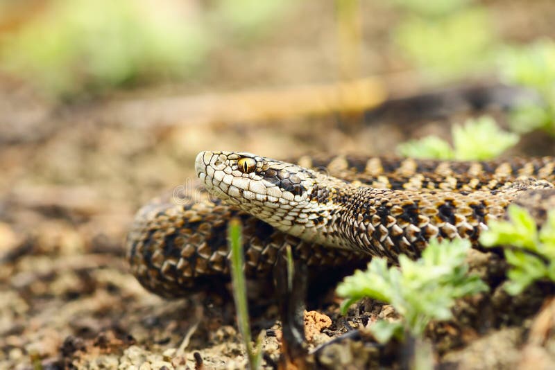 Aggressive Meadow Viper Closeup Stock Photo - Image of close, european ...