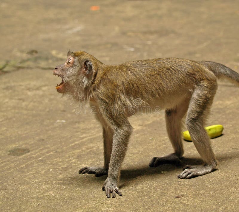 Aggressive monkey stock photo. Image of crab, banana - 24037882