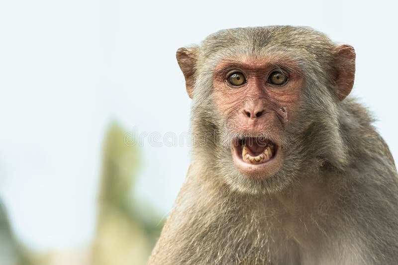 Aggressive Monkey Sitting on the Tree. the Rhesus Macaque Stock Image ...