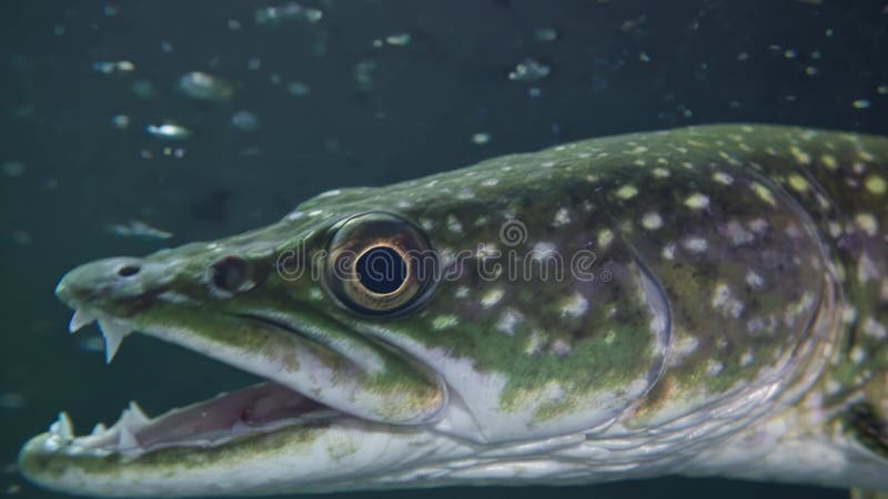 Aggressive Pike Revealing Sharp Teeth in Dark Underwater Environment ...