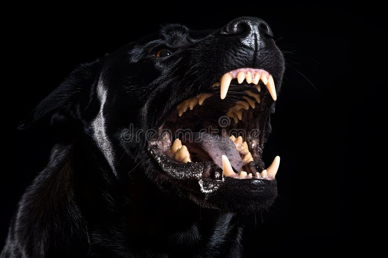 An Aggressive Pit Bull Barking Angrily with an Isolated Background ...