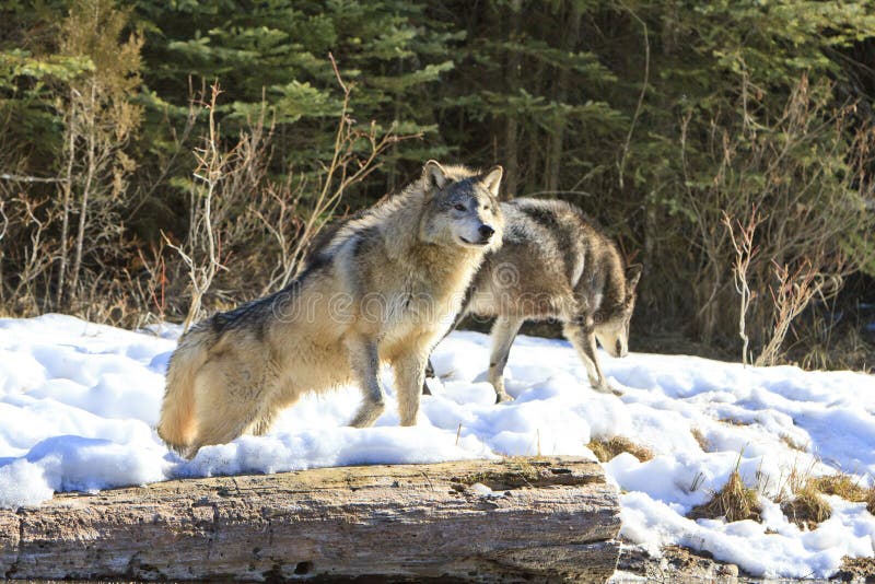 Aggressive Posture of Timber Wolf Stock Image - Image of posture ...