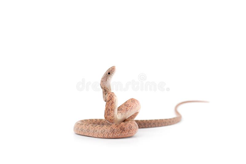 Aggressive Rat Snake Attack Pose Isolated on White Background Stock ...