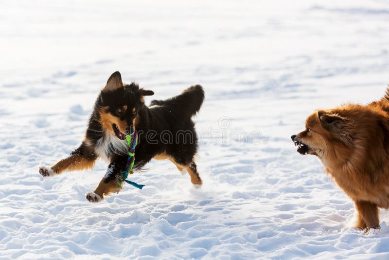 Aggressive Scene of Two Dogs in Snow Stock Image - Image of behavior ...