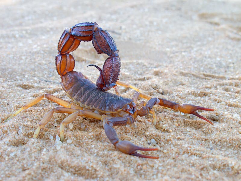 Aggressive scorpion stock photo. Image of fear, venomous - 15599314