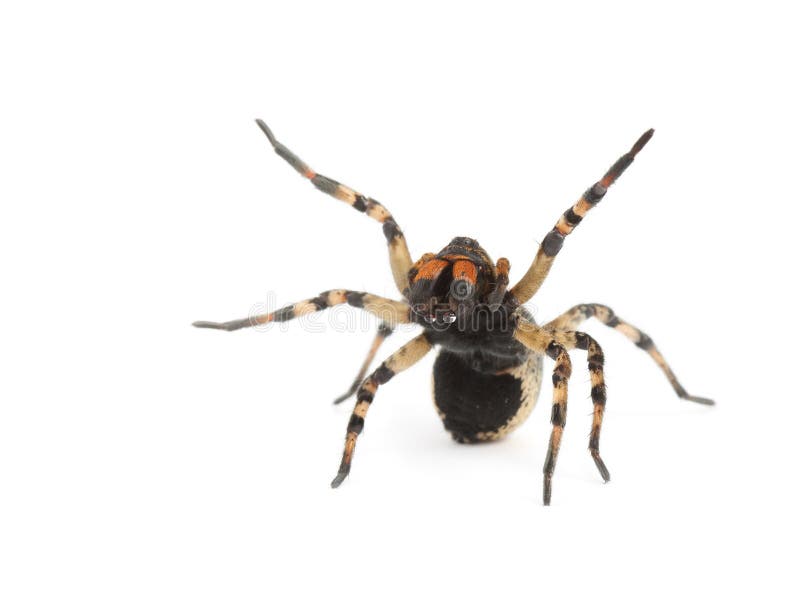 Aggressive Spider with Poison Drops Stock Image - Image of wildlife ...