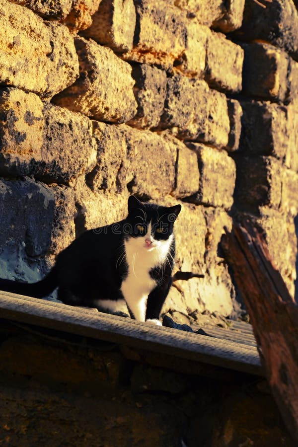 Aggressive Street Cat Look Menacing Stock Image - Image of kitten ...