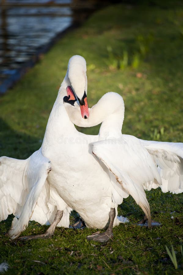 Mute Swans Display Aggressive and Tender Behaviour during Mating Stock ...