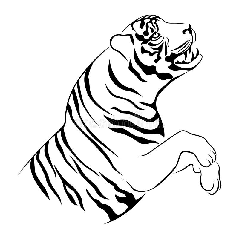 Aggressive Tiger on Hunting Stock Vector - Illustration of hunting ...