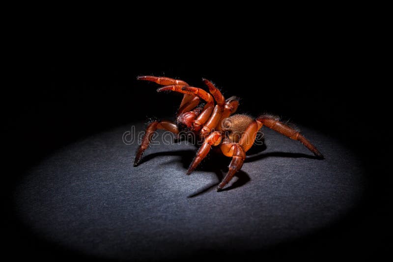 Aggressive Spider With Light Stones Stock Photo - Image of wildlife ...