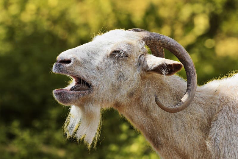 234 Angry Goat Stock Photos - Free & Royalty-Free Stock Photos from ...