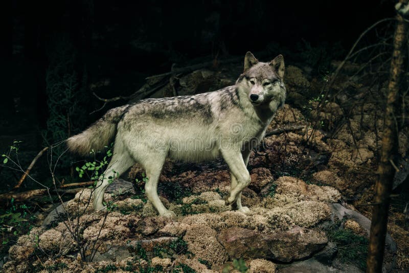 Aggressive Wolf Stuffed in the Museun Stock Photo - Image of aggression ...