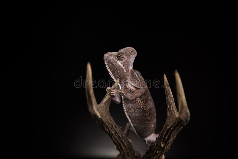 Aggressive yemen chameleon stock photo. Image of grey - 82584740