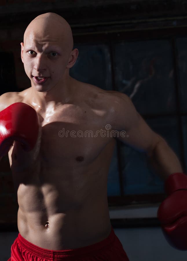Aggressive Boxer in Training Stock Image - Image of model, adult: 113068887