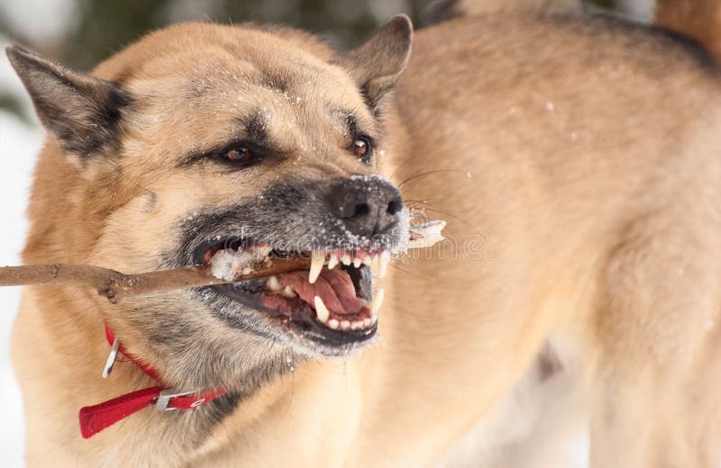 Aggressively looking dog stock photo. Image of mixed - 14329352
