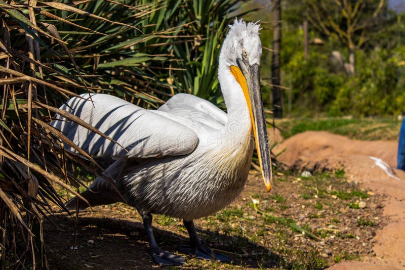Aggressiveness stock photo. Image of aggressive, danger - 89263584
