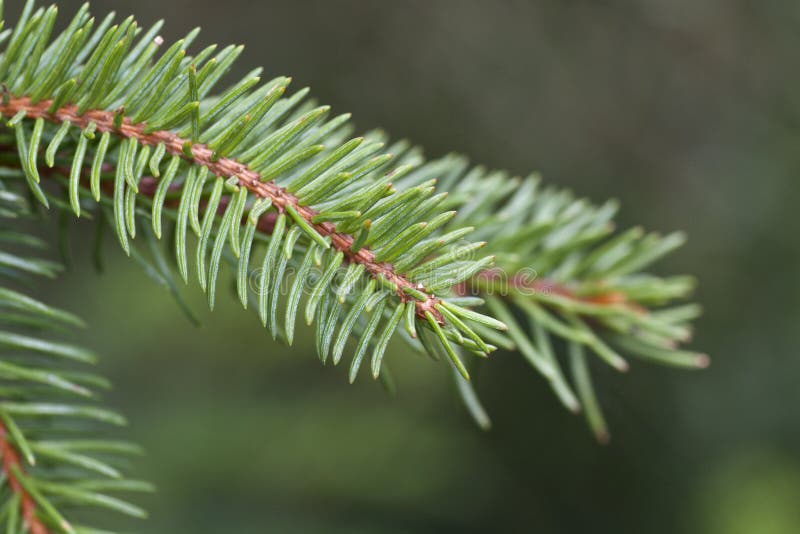 Aghi di un albero di pino immagine stock. Immagine di conifero - 46170071