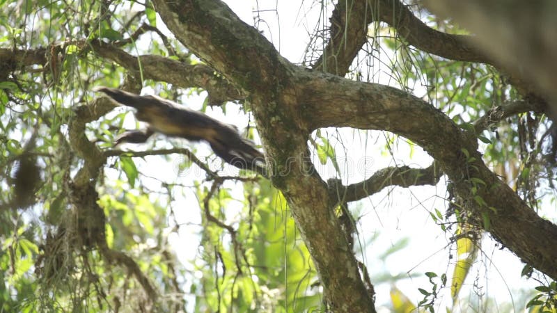 Agile Monkey Leaping between Tree Branches in Lush Jungle Stock Video ...