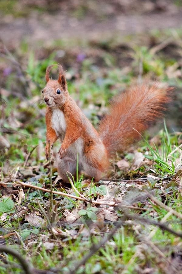 Agile Squirrel with a Fluffy Tail in the Spring Forest Stock Image ...