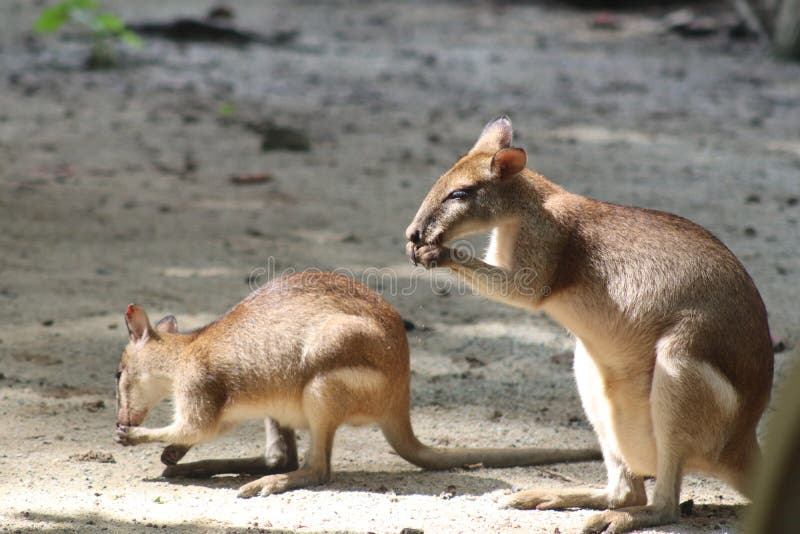 Agile Wallaby stock photo. Image of chipmunk, whiskers - 258591192