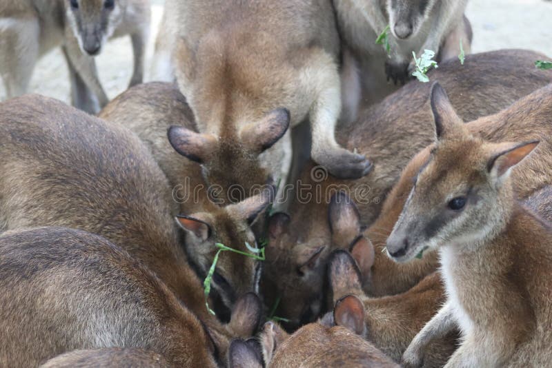 Agile Wallaby stock photo. Image of rabbit, gerbil, chipmunk - 258591346