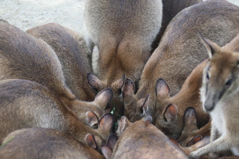 Agile Wallaby stock image. Image of wildlife, monkey - 258591383