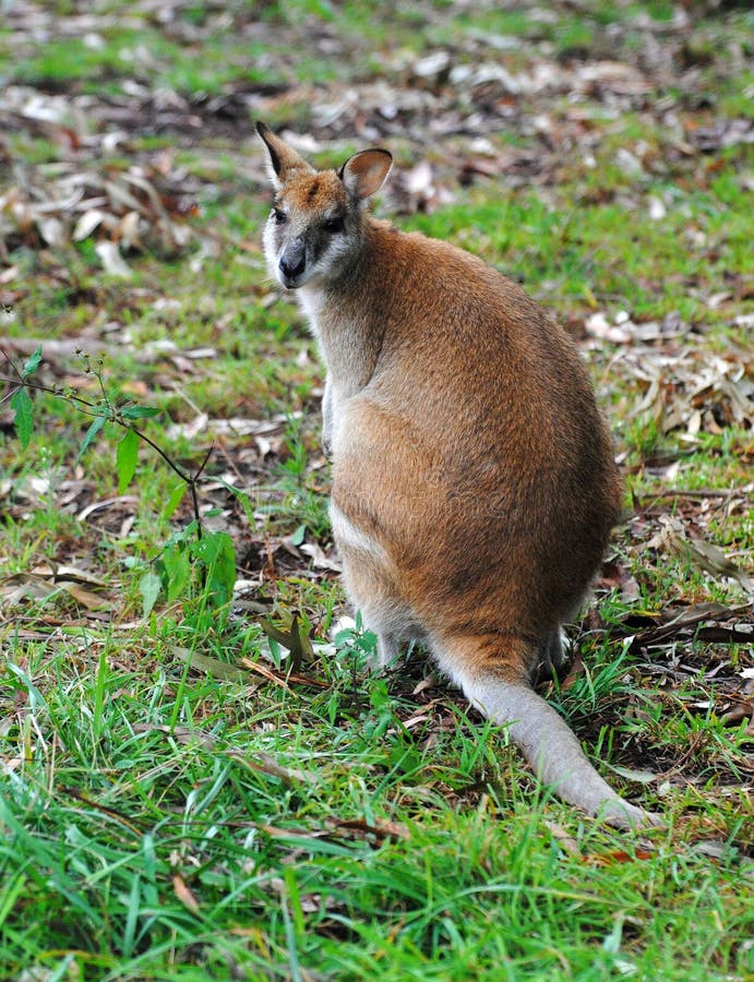 Agile Wallaby (Macropus Agilis) in Australia Stock Image - Image of ...