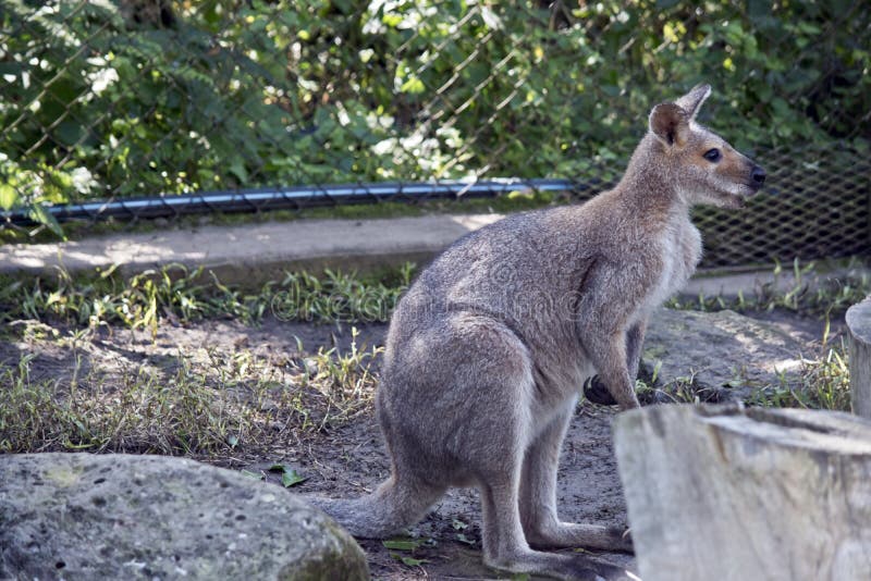 A agile wallaby stock image. Image of muscular, wallaby - 123277723