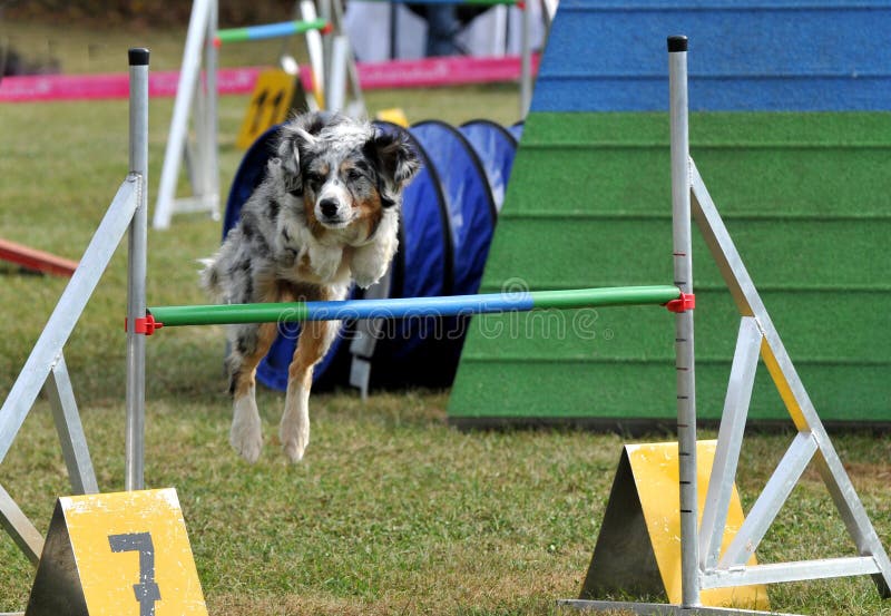 Excited Agility Dog Jumping Editorial Image - Image of animal, domestic ...
