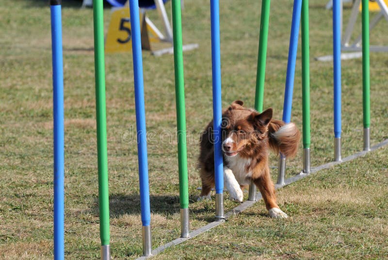 Agility stock photo. Image of groomed, outdoors, agile - 11228418