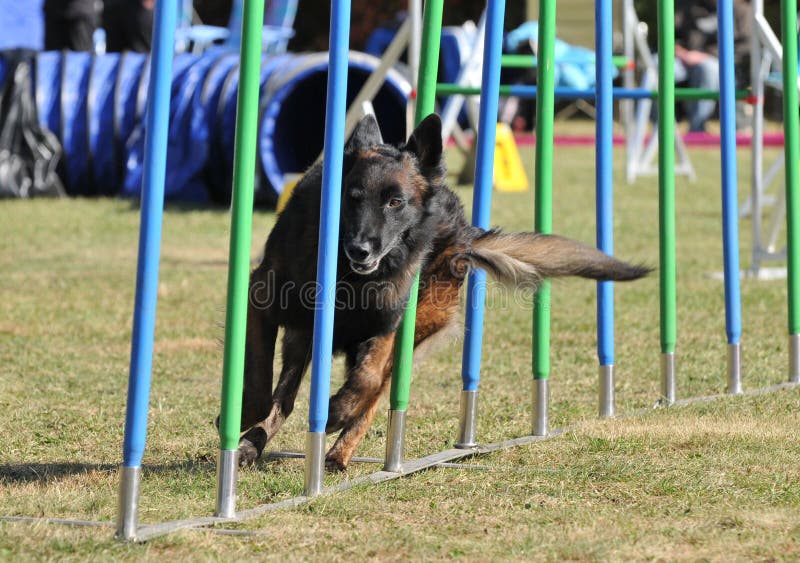 Agility stock image. Image of outdoors, agile, hair, domestic - 11228717