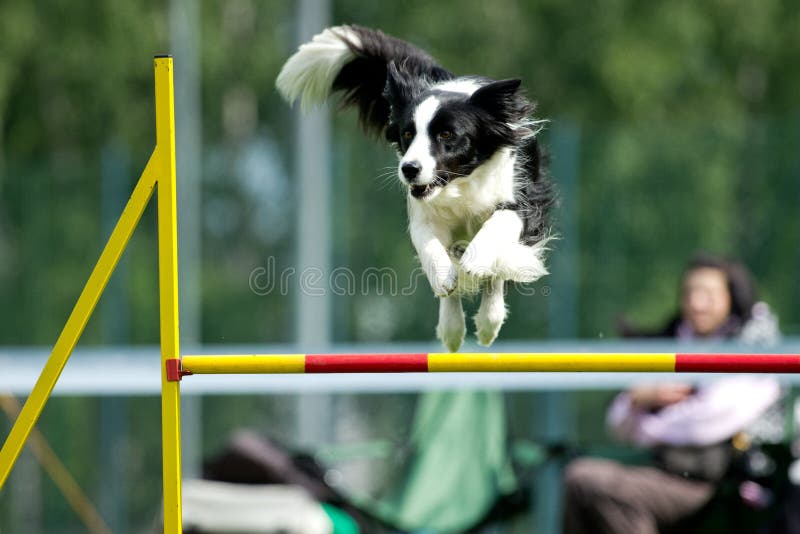 Agility stock image. Image of race, agility, outdoors - 23034273